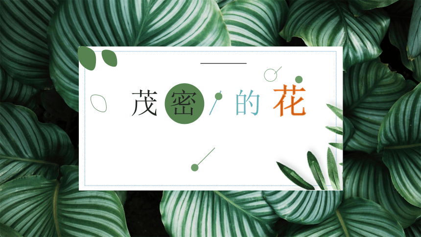第14课 茂密的花 课件 共15张PPT 人美版 美术二年级上册 21世纪教育网