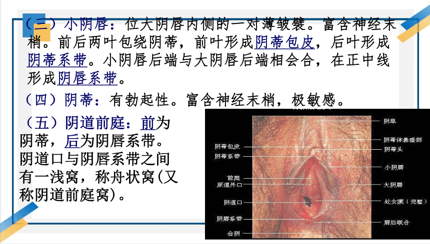 31女性生殖系统解剖(课件) 高二《妇产科护理》同步教学(科学版第2版)共26张ppt21世纪教育网 二一教育