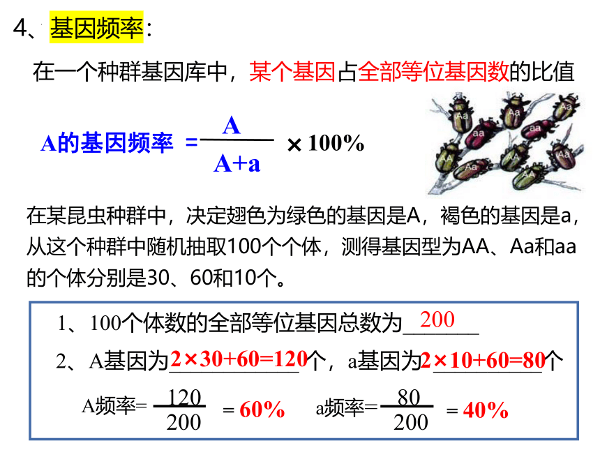 63 种群基因组成的变化和物种的形成(第1课时)课件共43张ppt 2023 2024学年高一生物(人教版2019必修2)21世纪教育网 二一教育