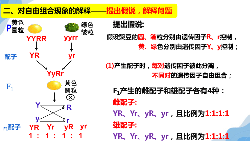 1 2孟德尔的豌豆杂交实验(二)课件 共47张ppt 2022 2023学年高一下学期生物人教版必修2 21世纪教育网
