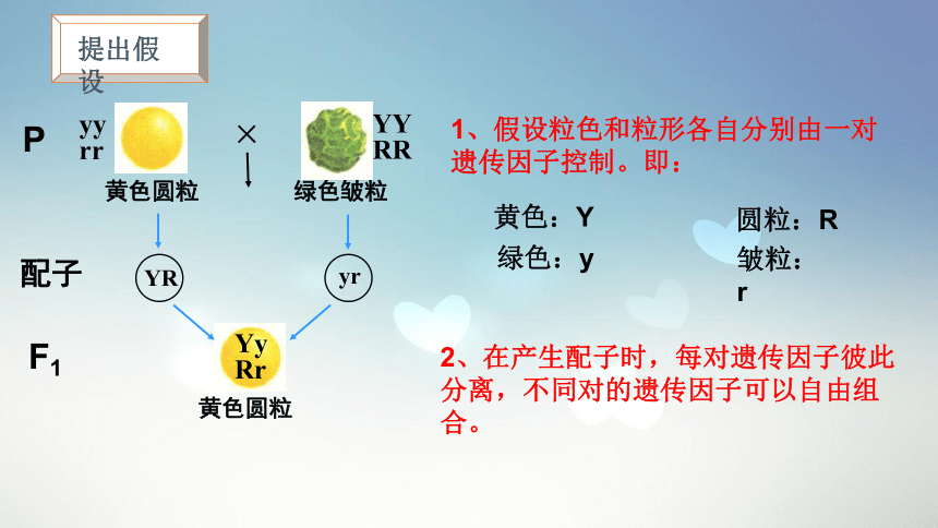 1 2孟德尔的豌豆杂交实验(二)课件 共51张ppt 2021 2022学年高一下学期生物人教版必修2 21世纪教育网