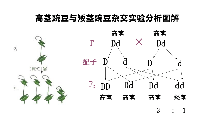 1 1孟德尔的豌豆杂交实验（一）第二课时课件（共19张ppt） 2022—2023学年高一下学期生物人教版必修2 21世纪教育网