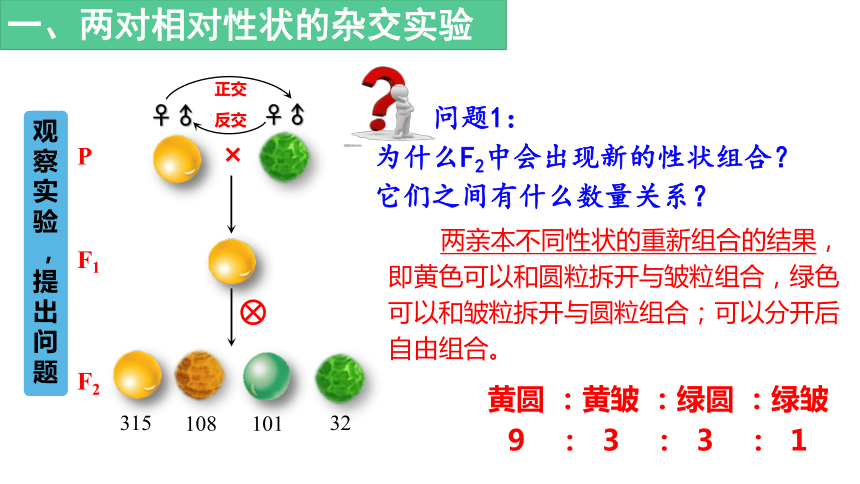 1 2孟德尔的豌豆杂交实验(二)课件 共16张ppt 2022 2023学年高一下学期生物人教版必修二 21世纪教育网