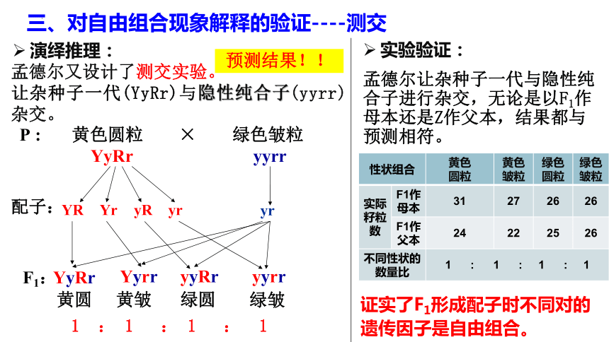 1 2孟德尔的豌豆杂交实验（二）课件（共35张ppt）2022 2023学年高一下学期生物人教版必修2 21世纪教育网